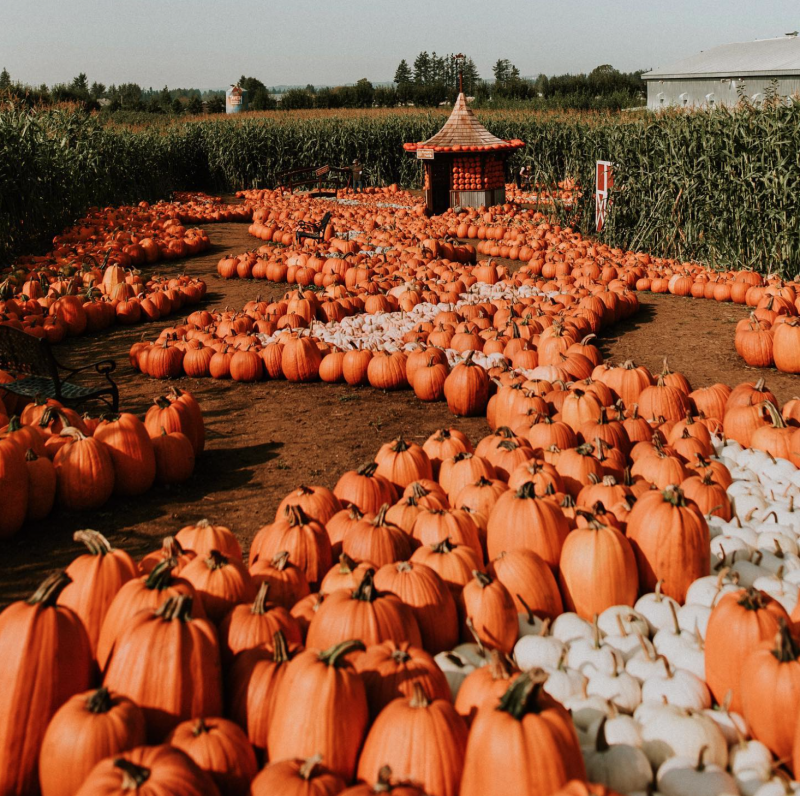 Your Guide to Fall in Abbotsford - Tourism Abbotsford