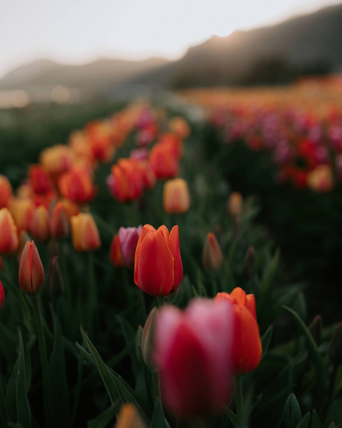 10 Things to Do in Abbotsford This April - Tourism Abbotsford