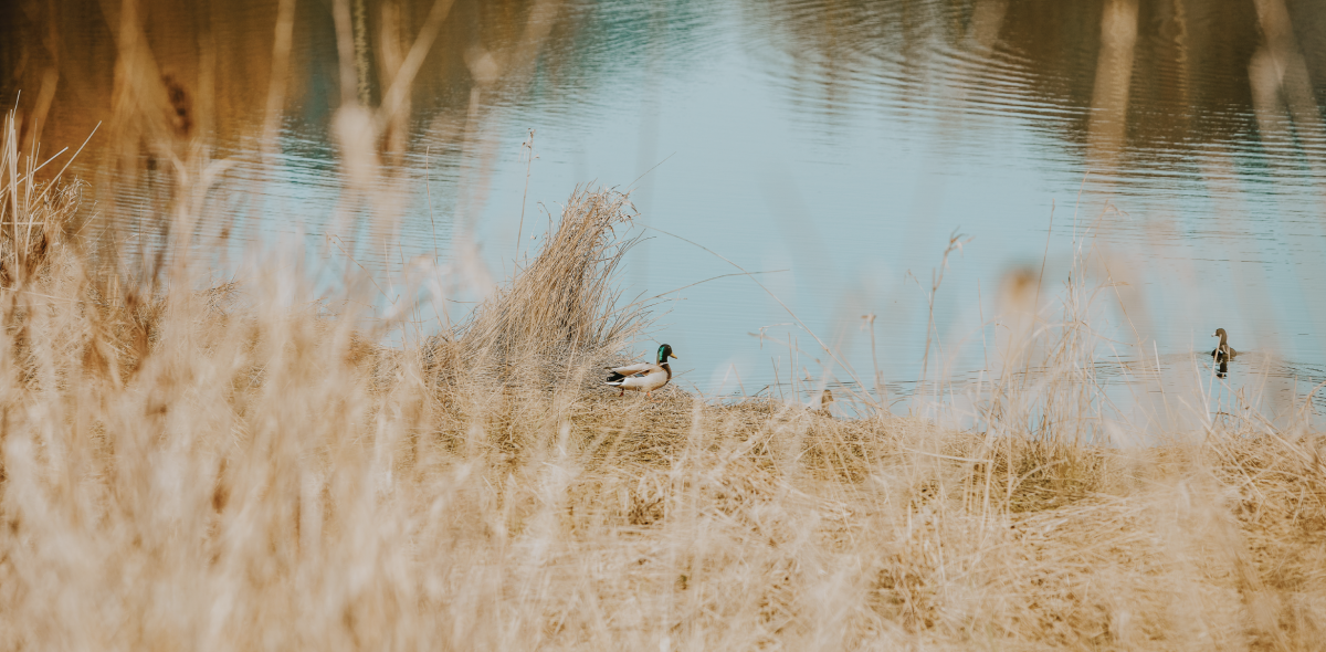 Bird Bingo: Abbotsford Bird Trail - Tourism Abbotsford