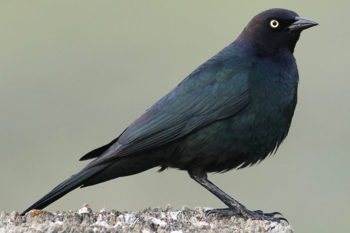 Bird Bingo: Abbotsford Bird Trail - Tourism Abbotsford