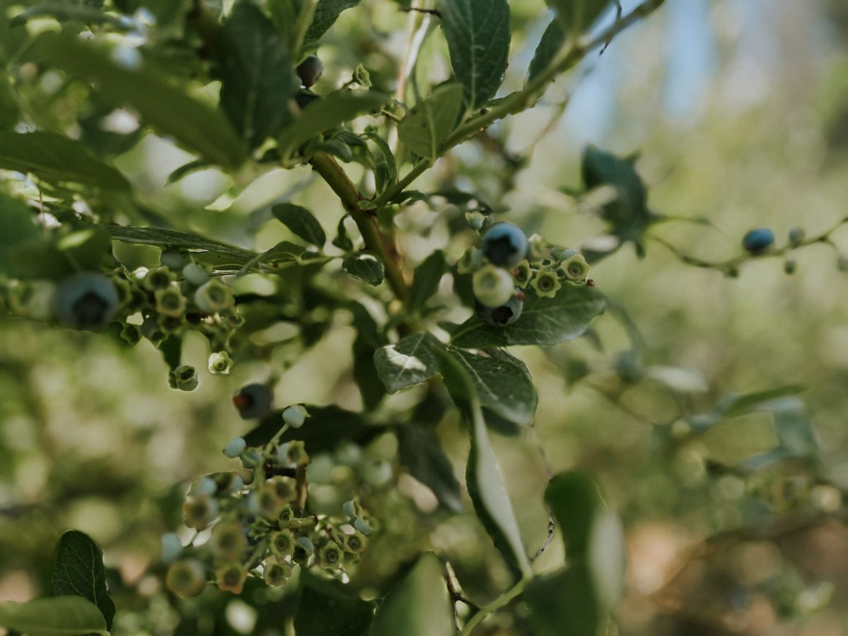 Where to Pick Your Own Berries in Abbotsford This Summer - Tourism ...